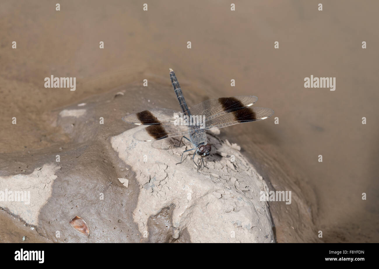African dragonfly hi-res stock photography and images - Alamy