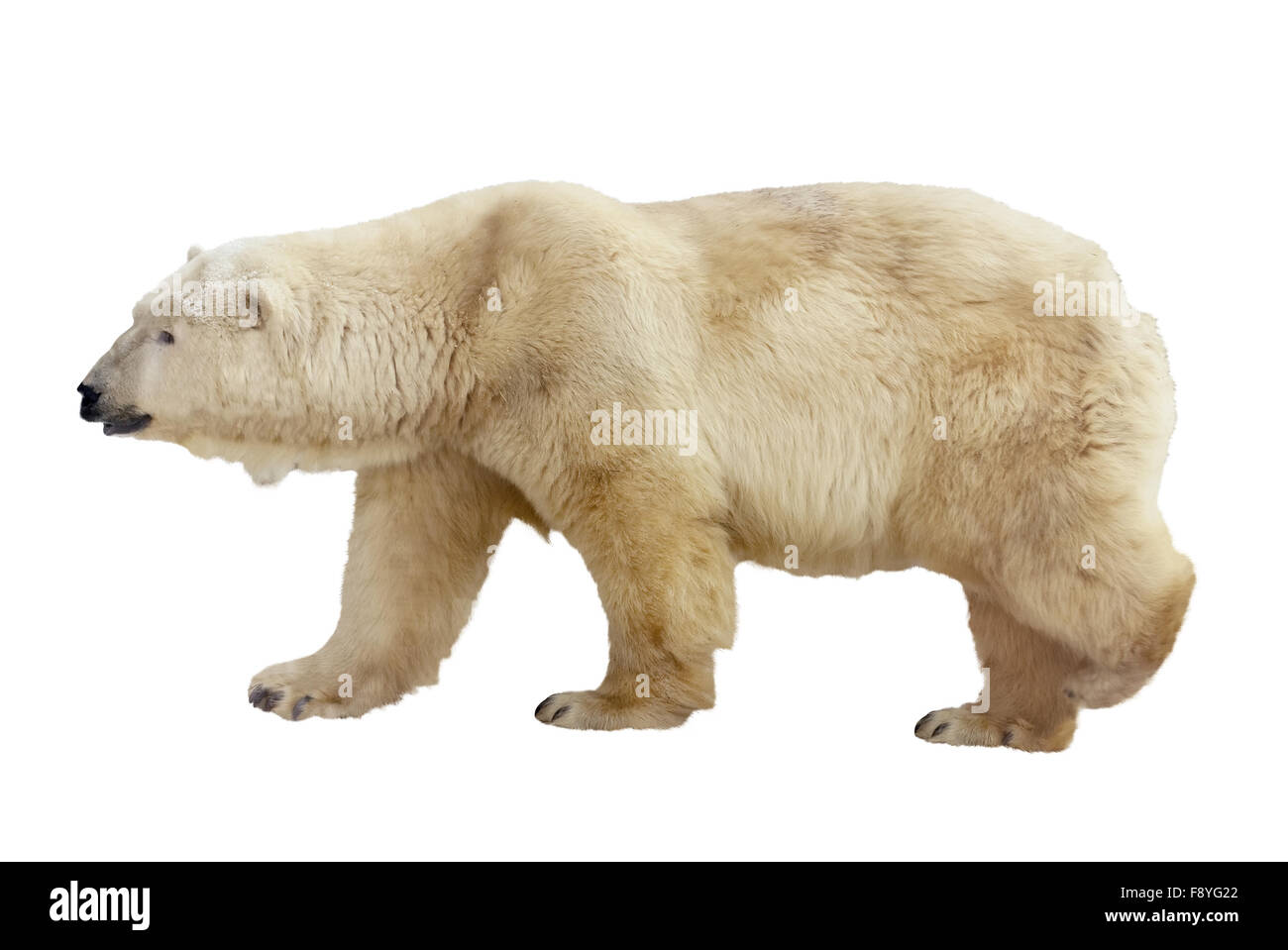 Isolated cute bear winter hi-res stock photography and images - Alamy