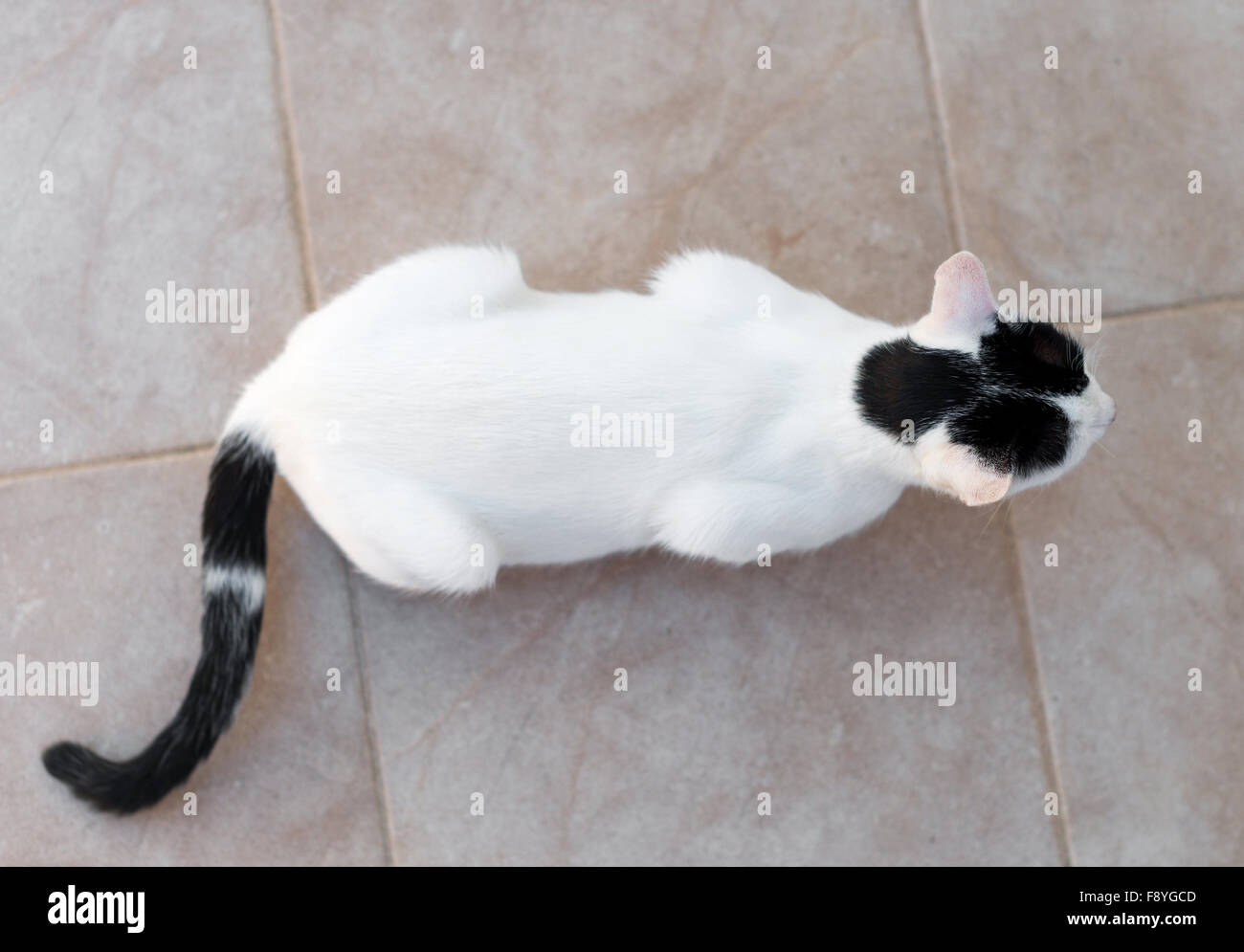 Street feral cat. View from above Stock Photo - Alamy