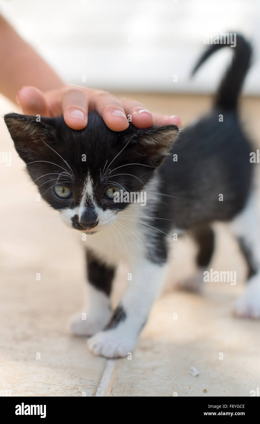 Child hand caressing little kitten Stock Photo - Alamy