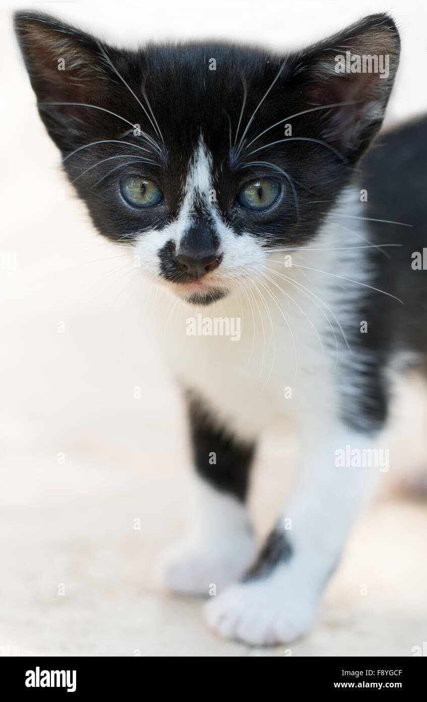 Portrait of little kitten. Space for text Stock Photo - Alamy