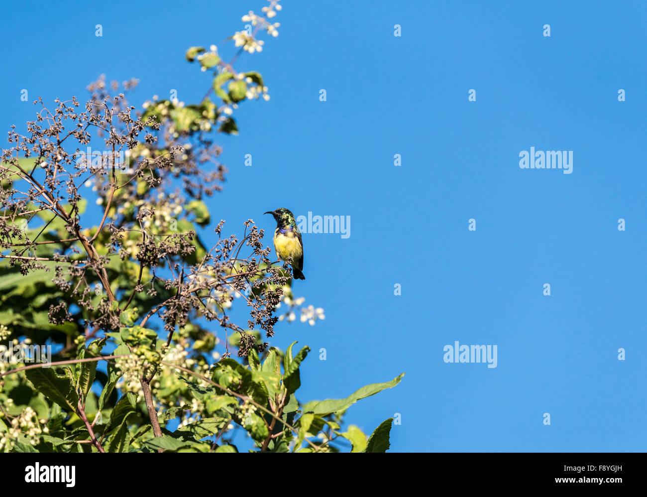 A perched male Variable Sunbird in the early morning light at Ankober ...
