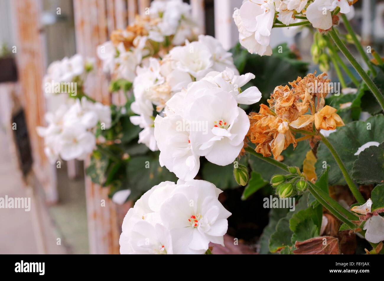 Green white storefront hi-res stock photography and images - Alamy