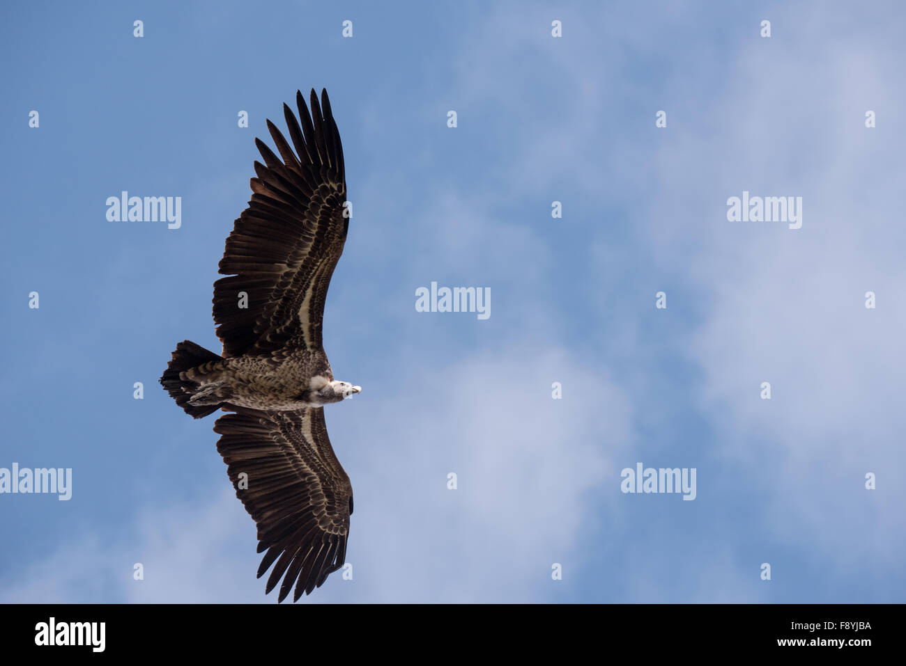 A flying Ruppell's Griffin vulture Stock Photo - Alamy