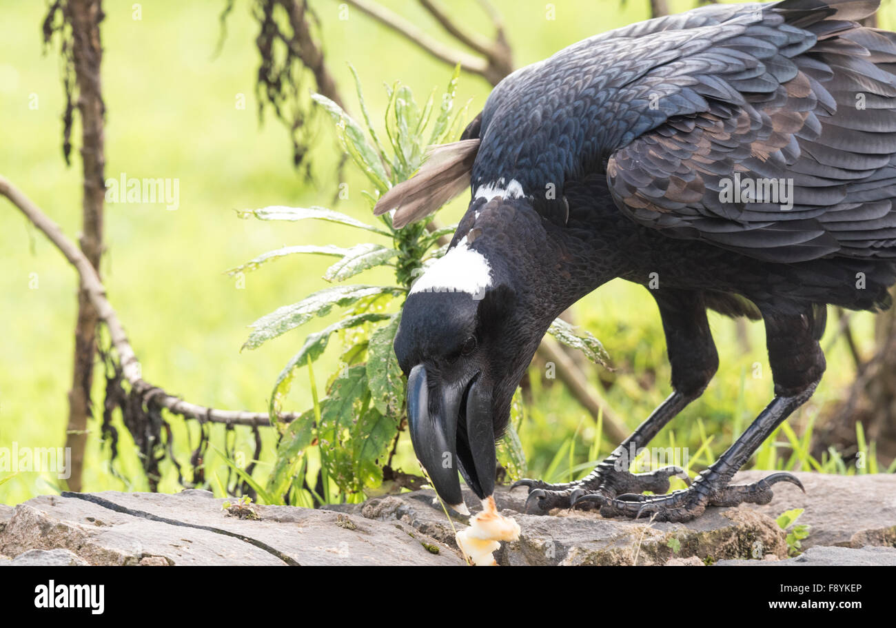 Erzrabe thick billed raven hi-res stock photography and images - Alamy
