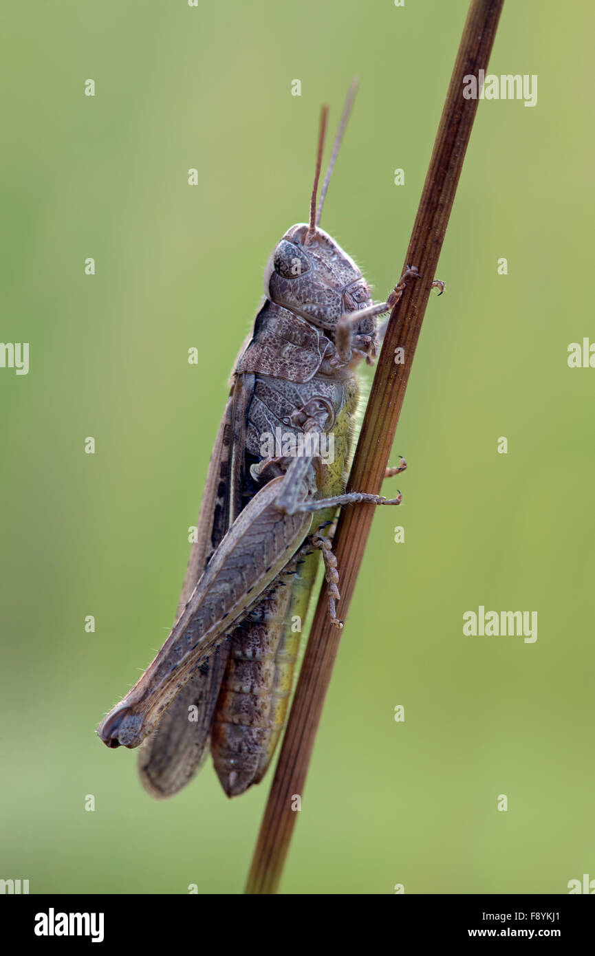 Common Grashopper (Chorthippus Brunneus Stock Photo - Alamy