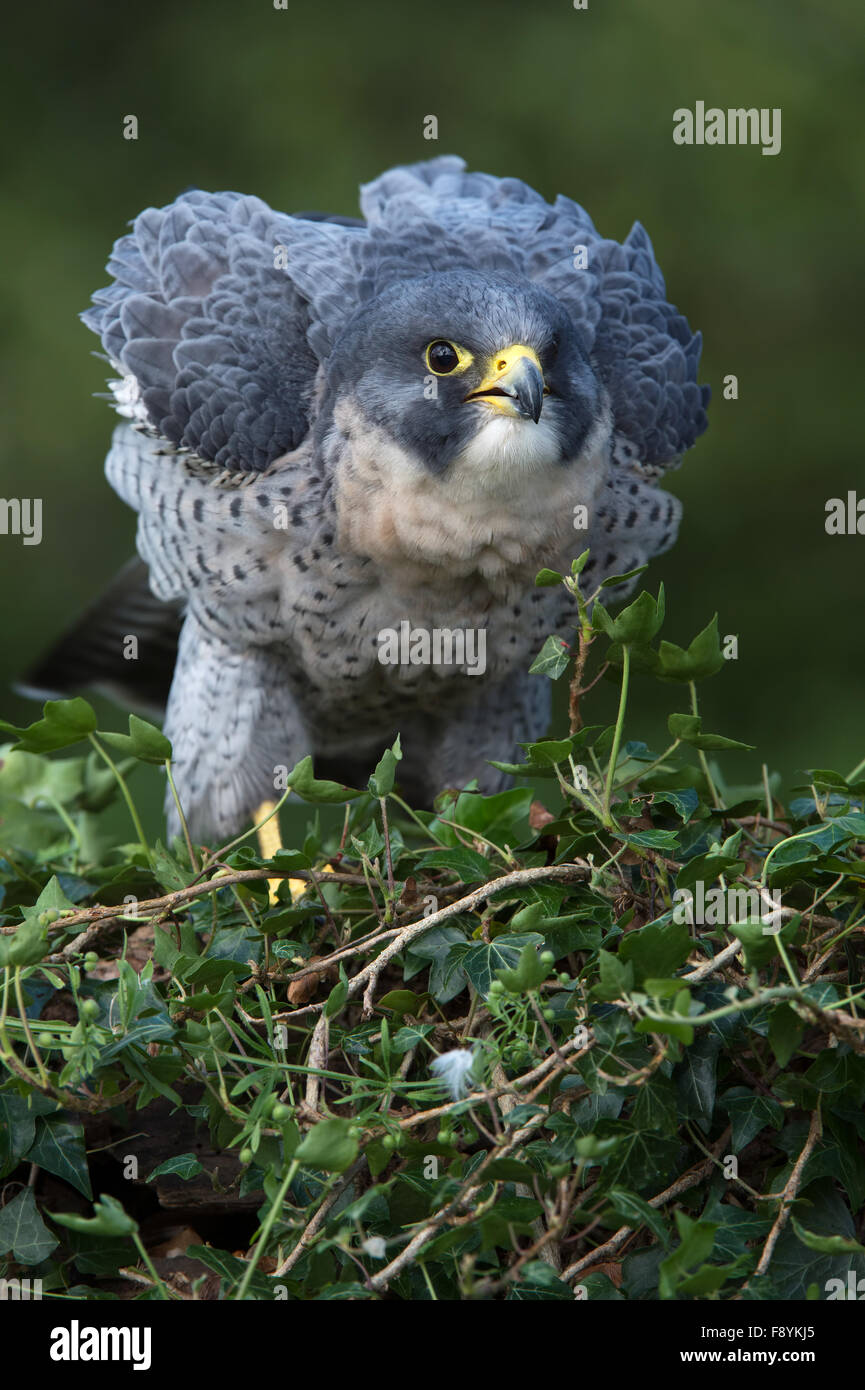 Black falcon hi-res stock photography and images - Alamy