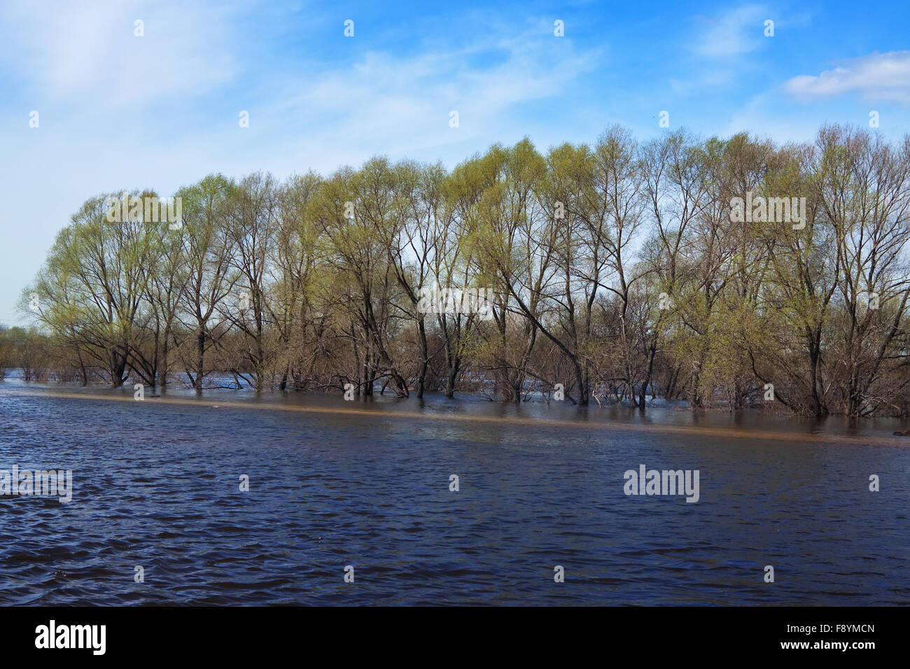 Spring landscape with flooded trees Stock Photo - Alamy
