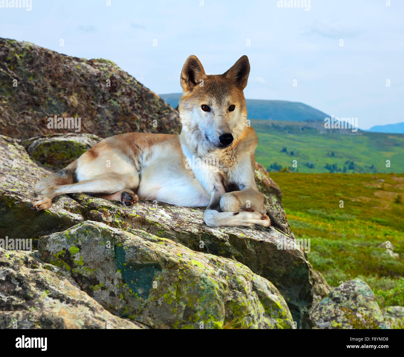 Lays the stone the hi-res stock photography and images - Alamy