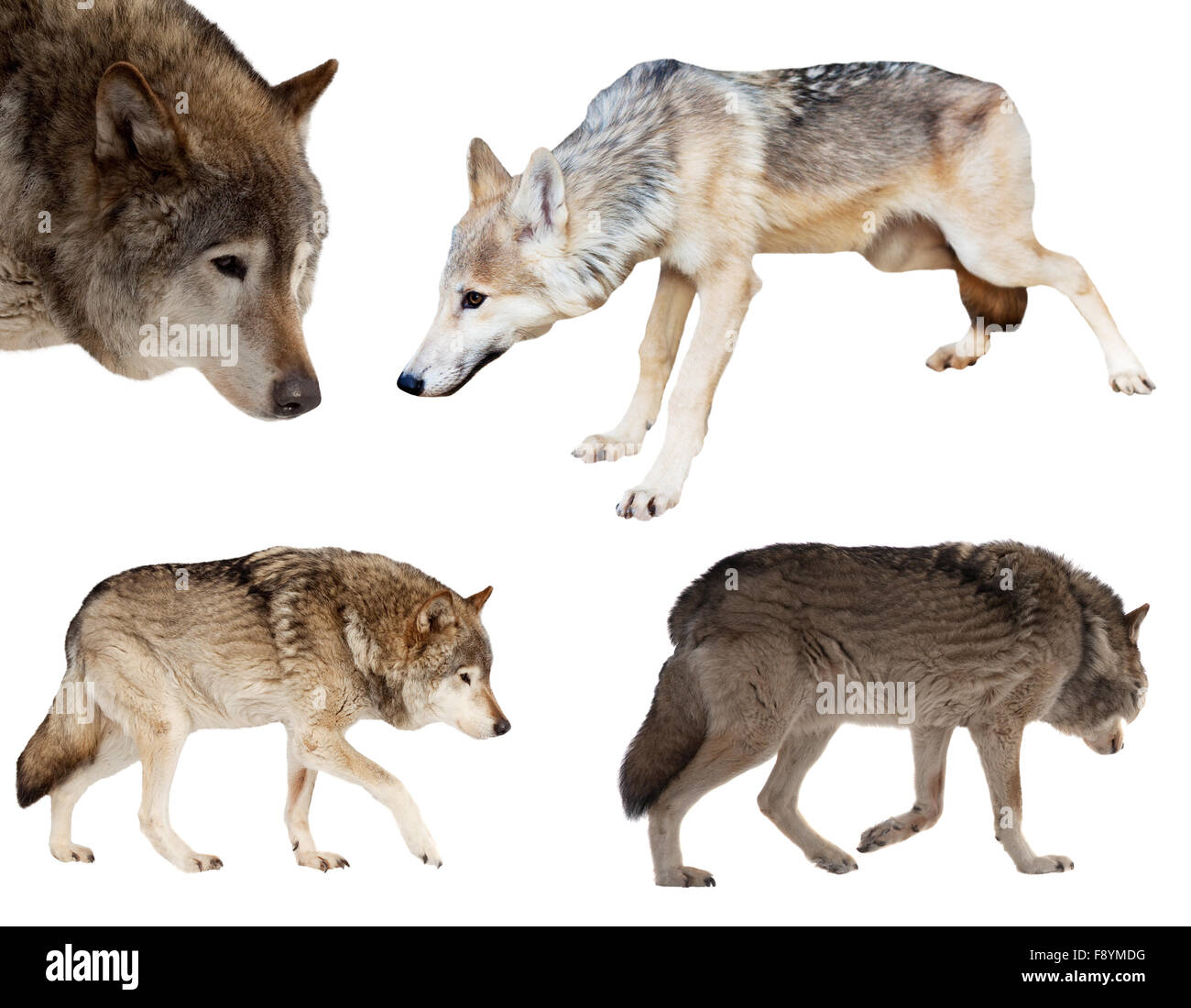 Set of few wolves over white background Stock Photo - Alamy