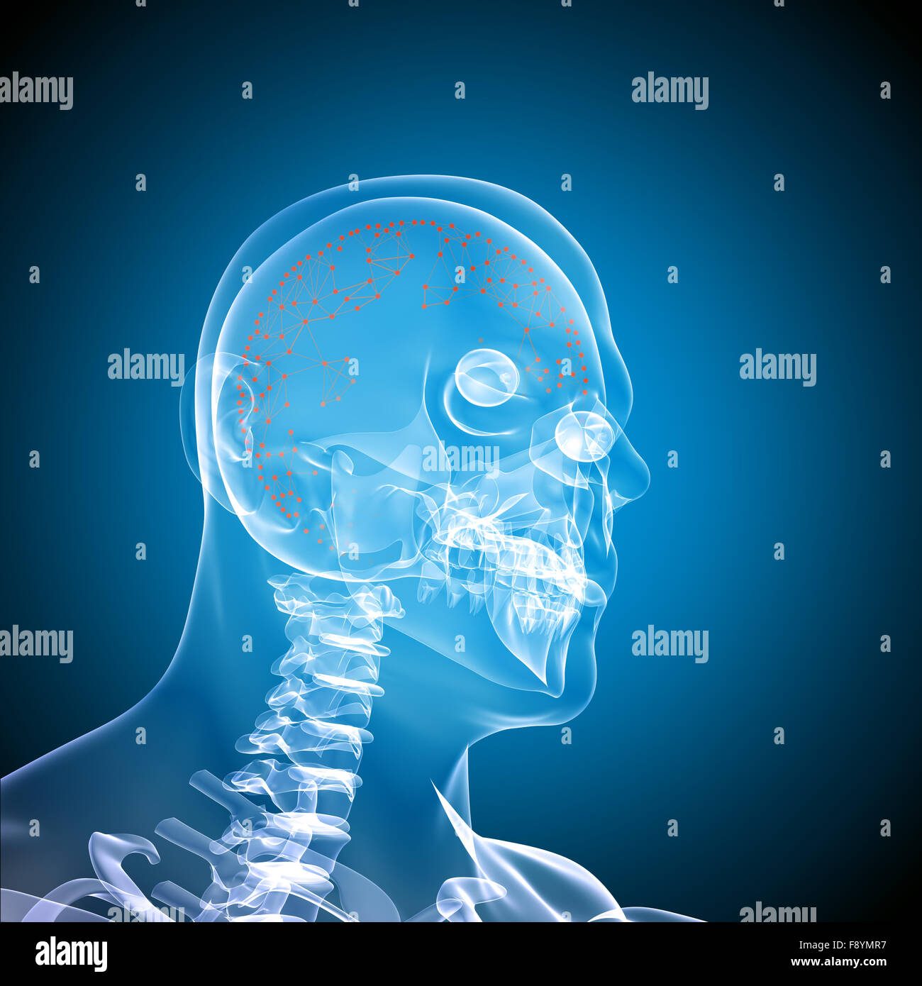 Neck face anatomy hi-res stock photography and images - Alamy