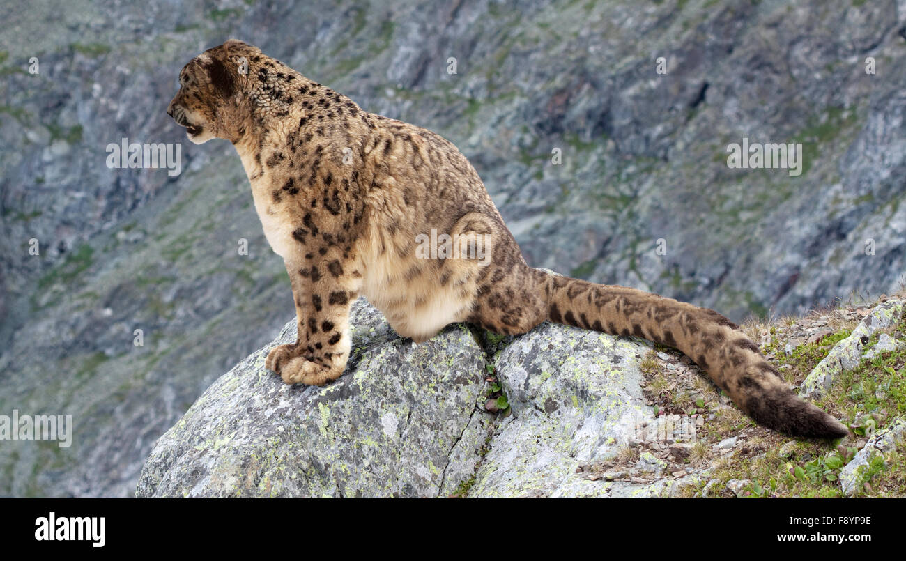 Snow leopard on rocky at wildness area Stock Photo - Alamy