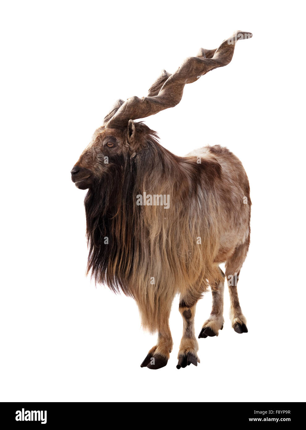 markhoor (Capra falsoneri). Isolated over white background Stock Photo ...