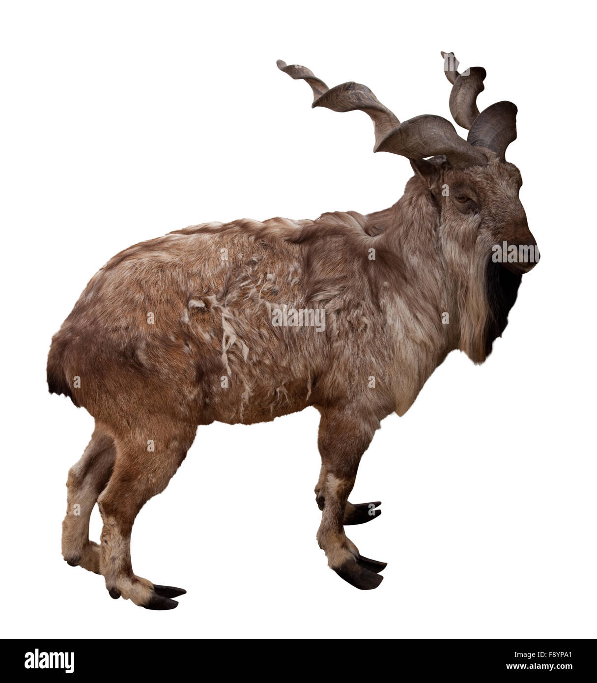 Markhor (Capra falsoneri). Isolated over white background Stock Photo ...