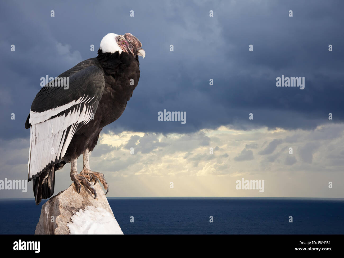 Andean condor sitting on rock against sky background Stock Photo - Alamy
