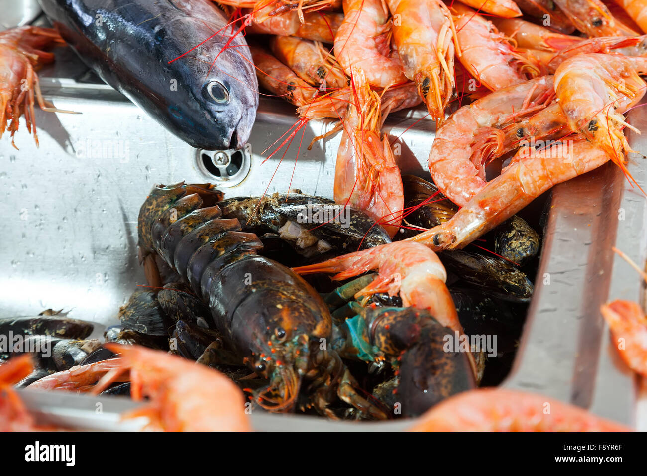 Fresh raw sea foods at kitchen sink in home Stock Photo - Alamy