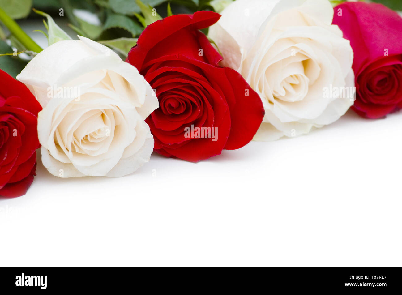 Red and white roses isolated on white Stock Photo - Alamy