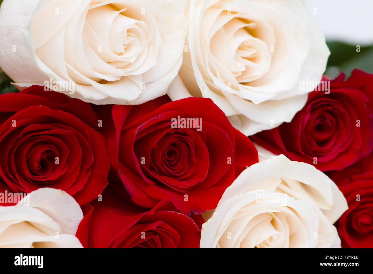 Red and white roses isolated on white Stock Photo - Alamy
