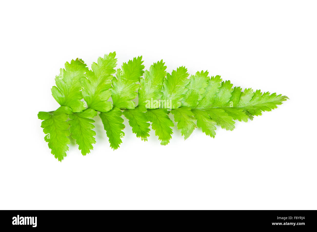 Leaf of fern isolated on white Stock Photo - Alamy