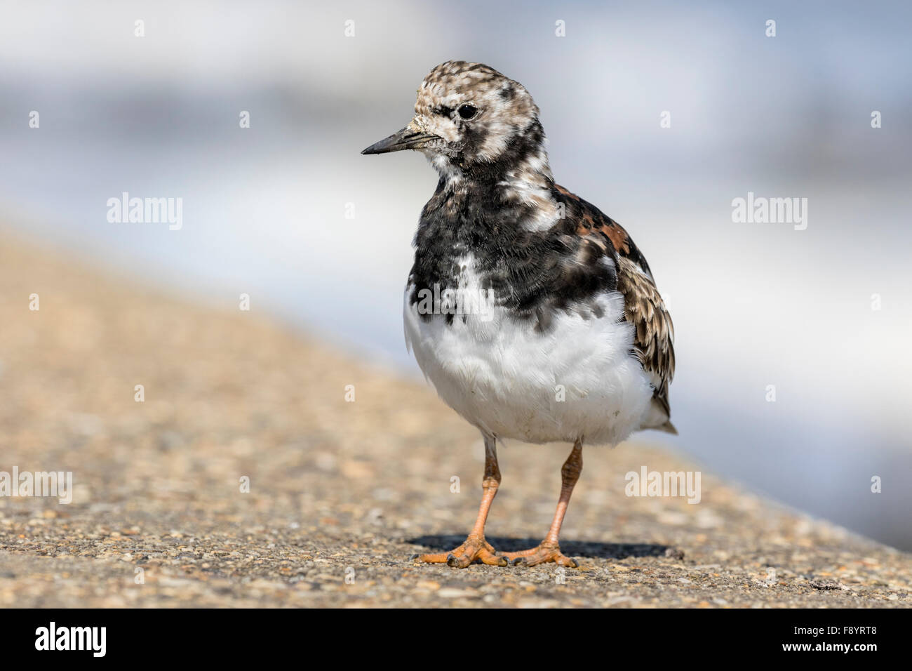 Turnstone/ Ruddy Turnstone Stock Photo - Alamy