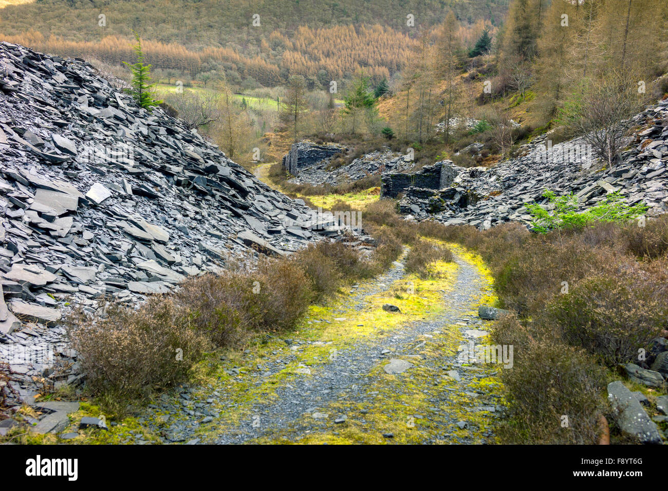 In amongst the remains of the slate workings of Aberllenni quarries ...