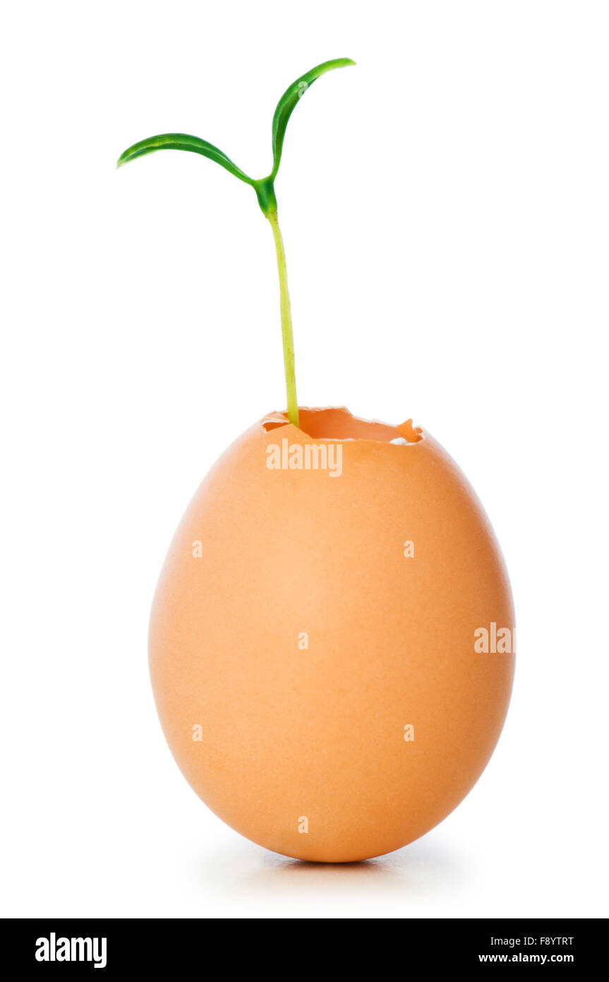 New life concept with seedling and egg on white Stock Photo - Alamy