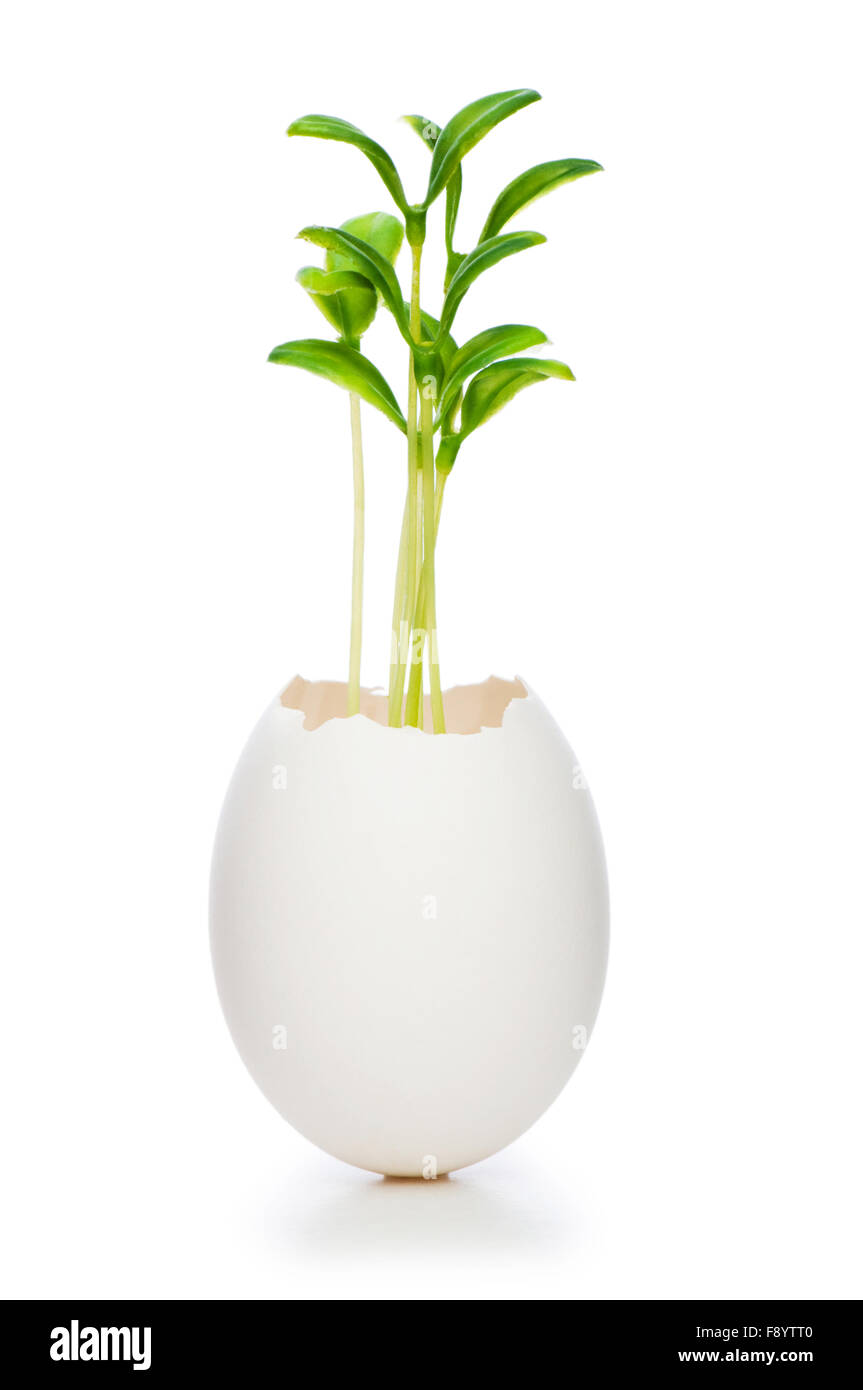 New life concept with seedling and egg on white Stock Photo - Alamy