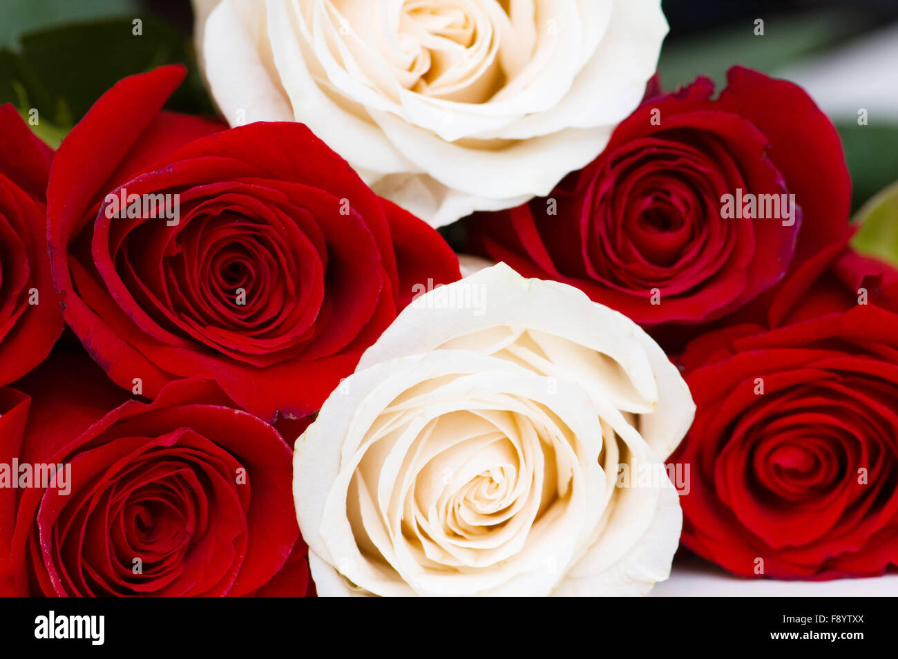 Red and white roses isolated on white Stock Photo - Alamy