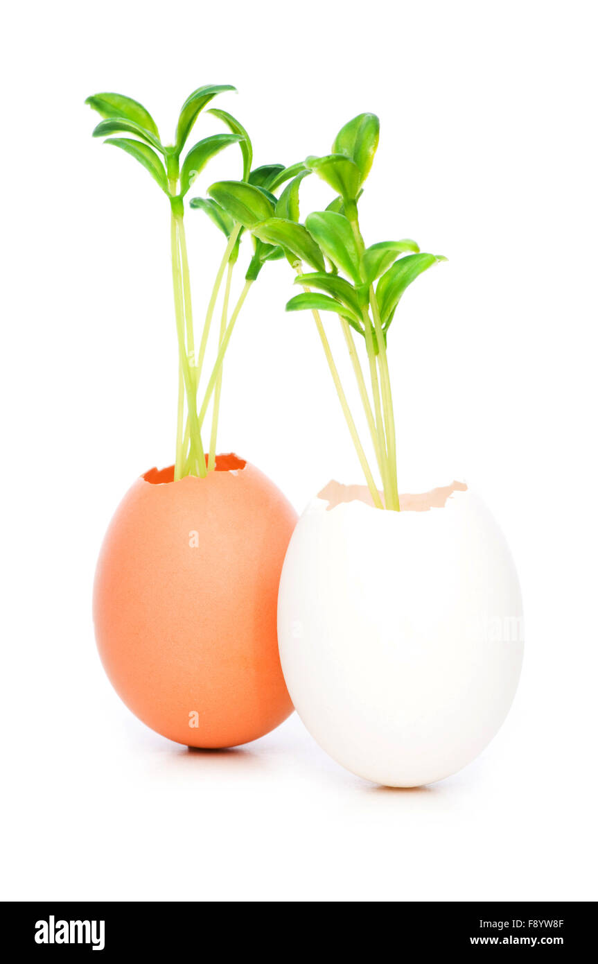 New life concept with seedling and egg on white Stock Photo - Alamy