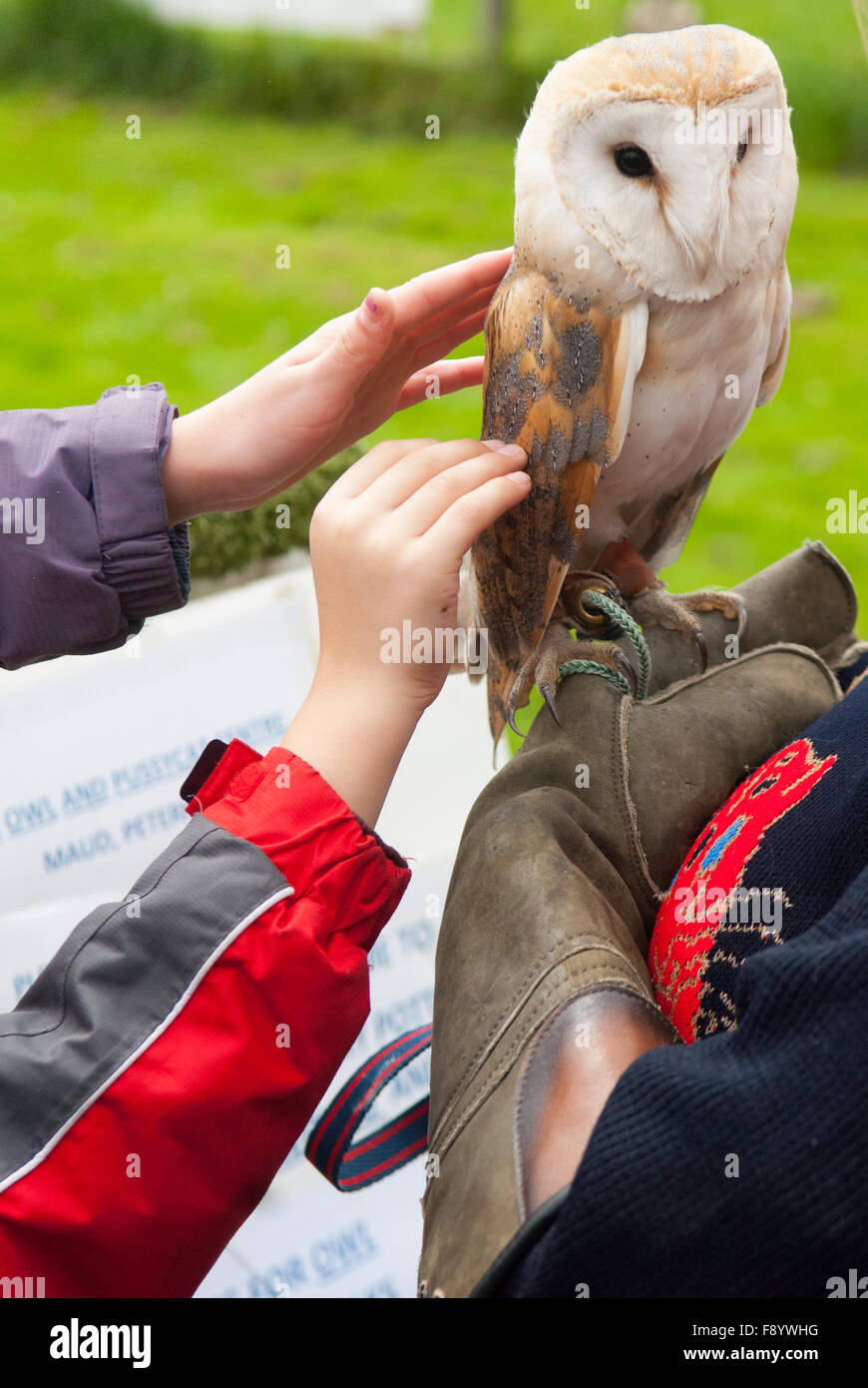 Children stroking common barn owl at Castle Fraser in Aberdeenshire ...