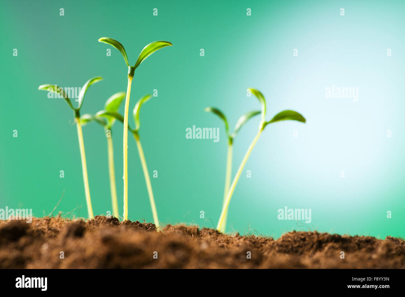 Green seedling illustrating concept of new life Stock Photo - Alamy