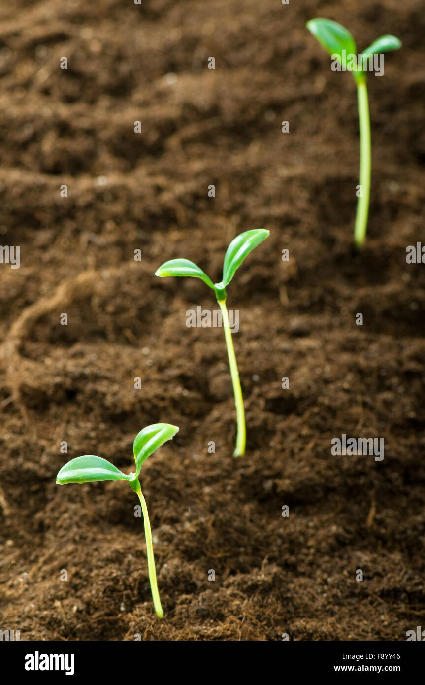 Green seedling illustrating concept of new life Stock Photo - Alamy
