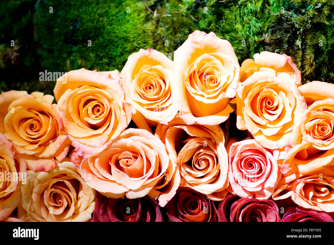 Close up of the many colorful roses Stock Photo - Alamy