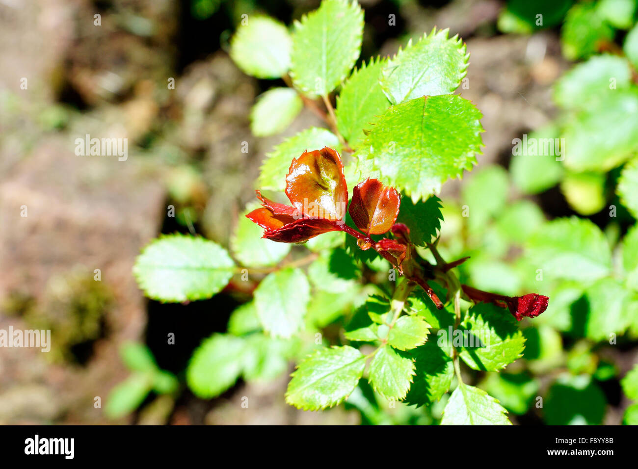 YOUNG ROSE LEAVES DEVELOPING Stock Photo - Alamy