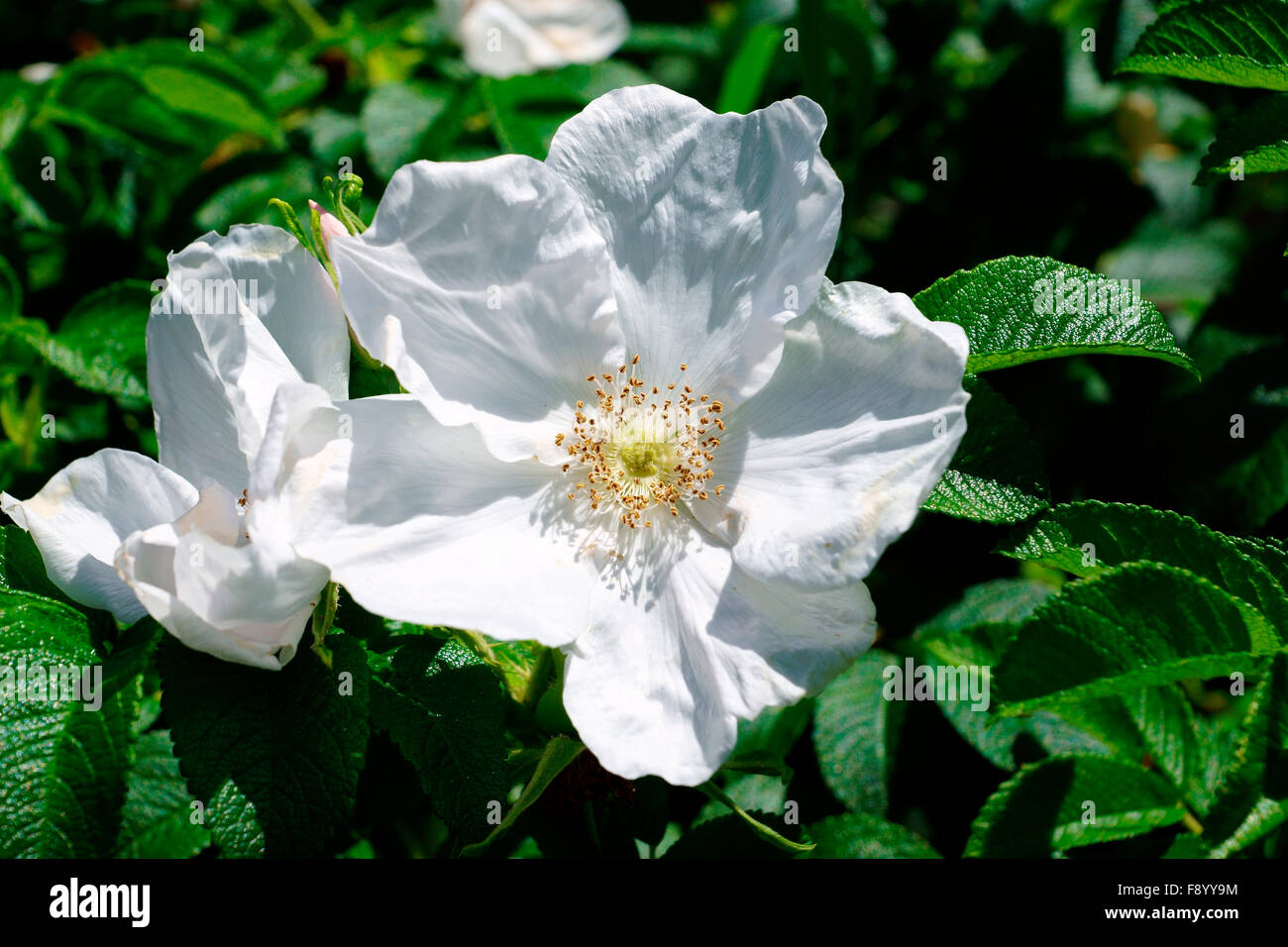 ROSE HIP WHITE FLOWER Stock Photo - Alamy