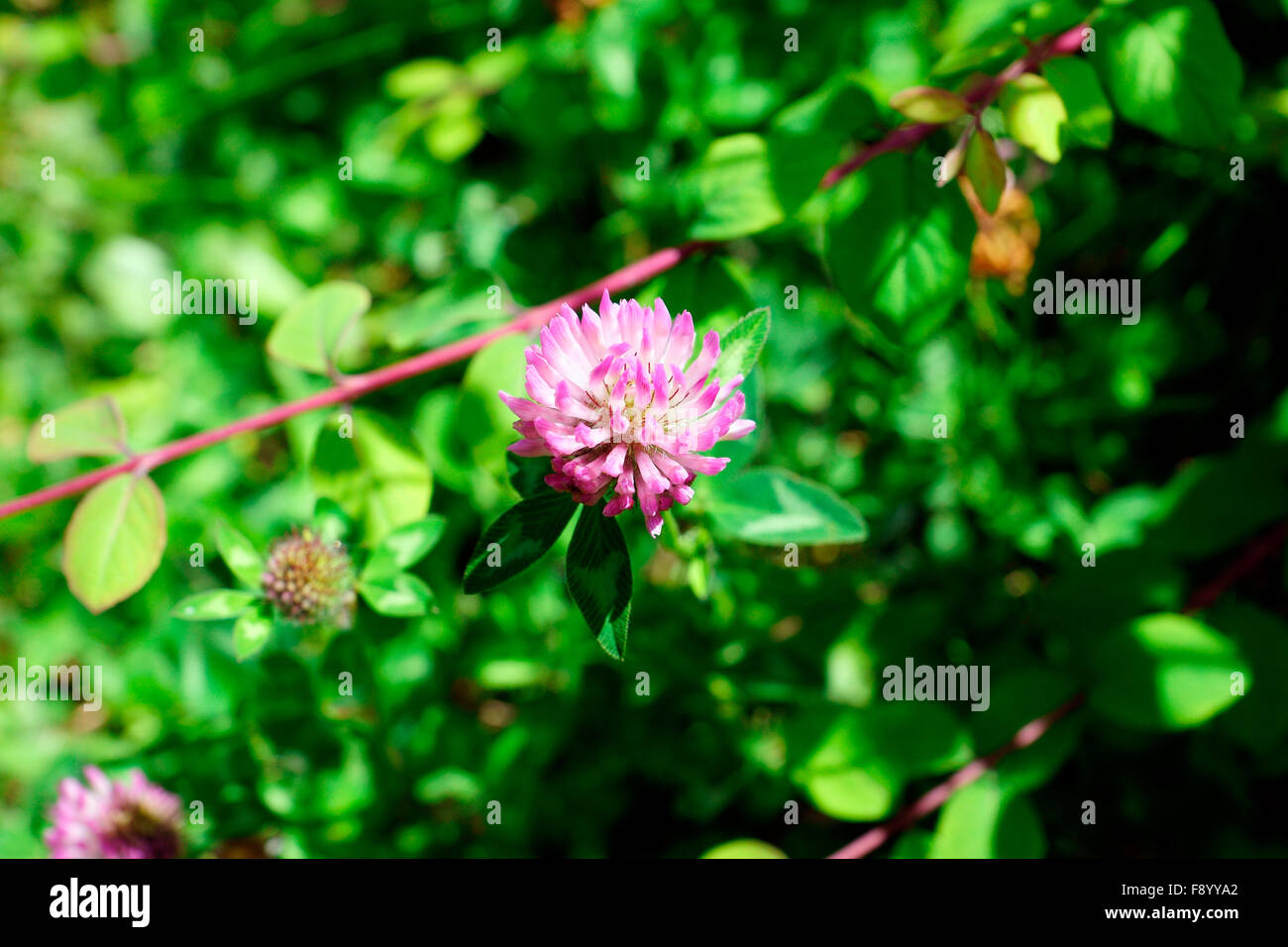 Clover roots hi-res stock photography and images - Alamy