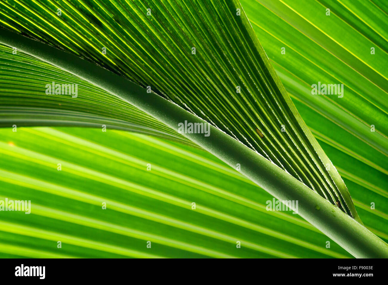 Palm tree leaves Stock Photo - Alamy Palm tree leaves Stock Photo - Alamy
