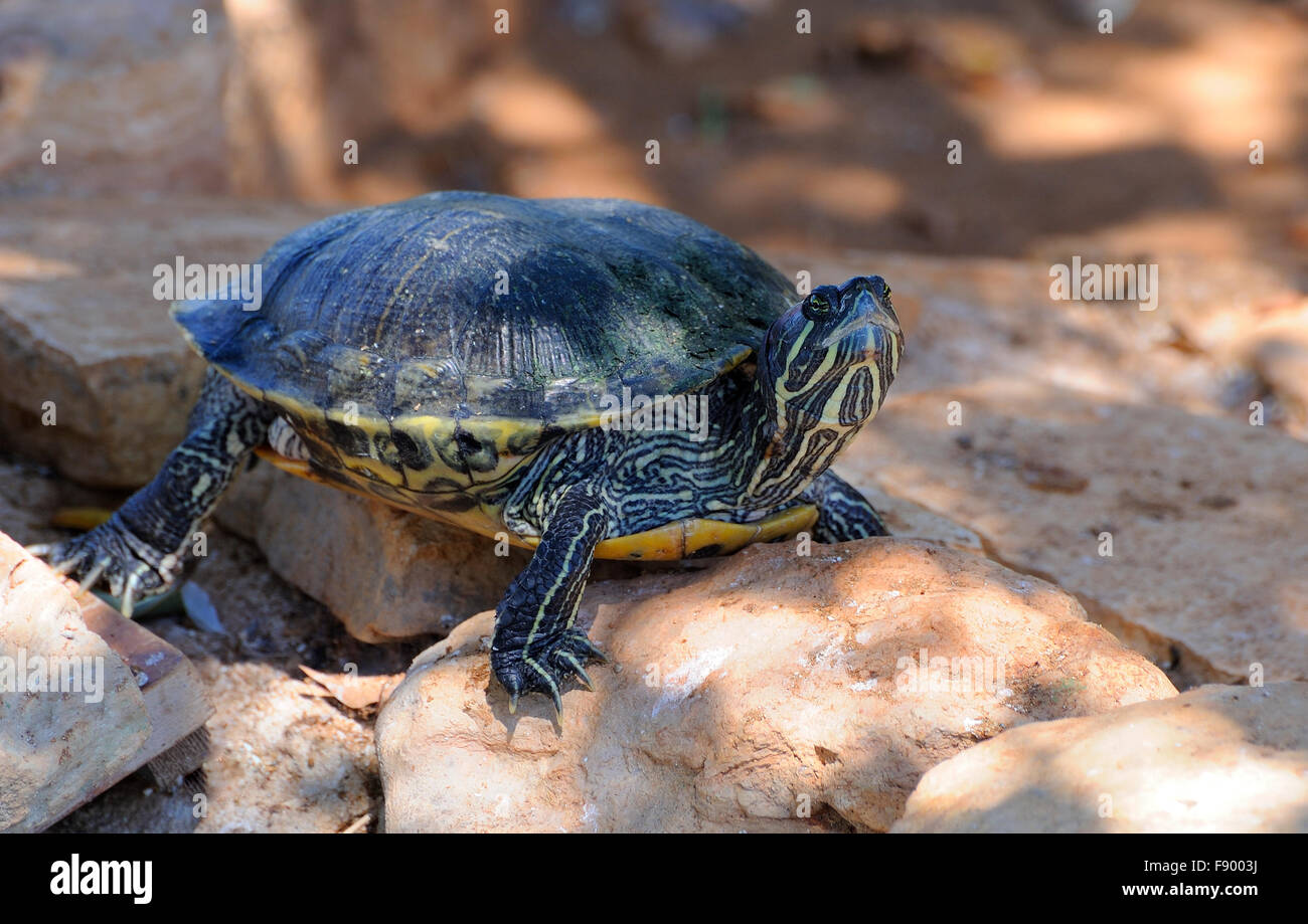 Florida turtle hi-res stock photography and images - Alamy