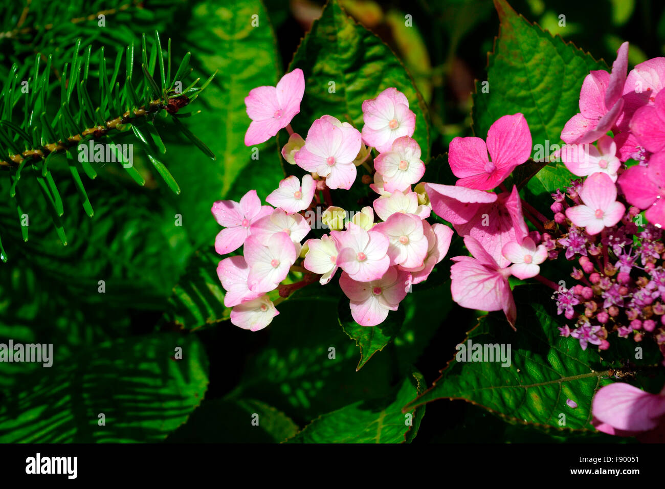 Hydrangea japan forest hi-res stock photography and images - Alamy