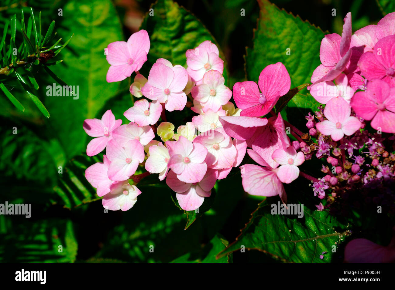 White hydrangea hedge hi-res stock photography and images - Alamy