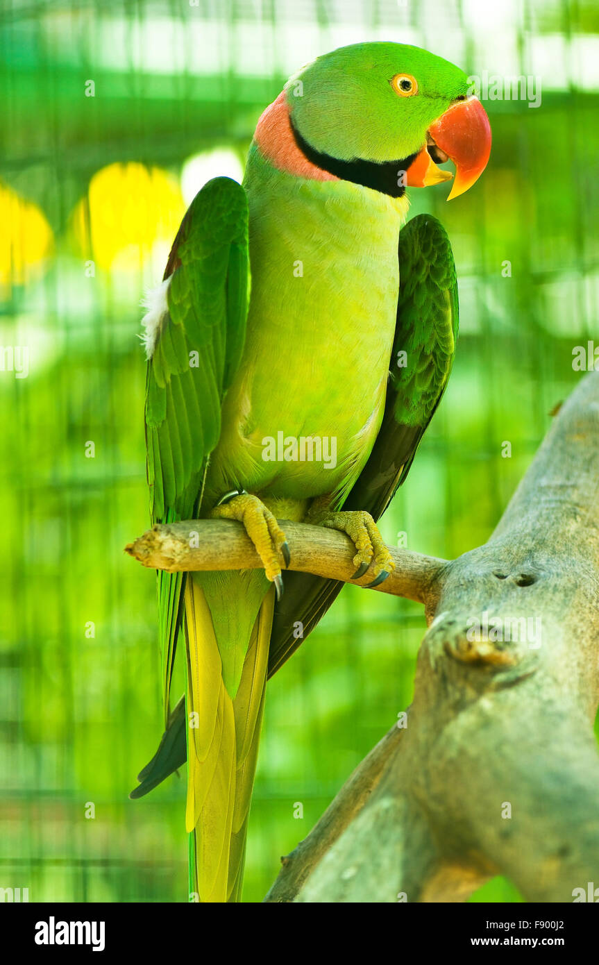 Colourful parrot bird sitting on the perch Stock Photo - Alamy