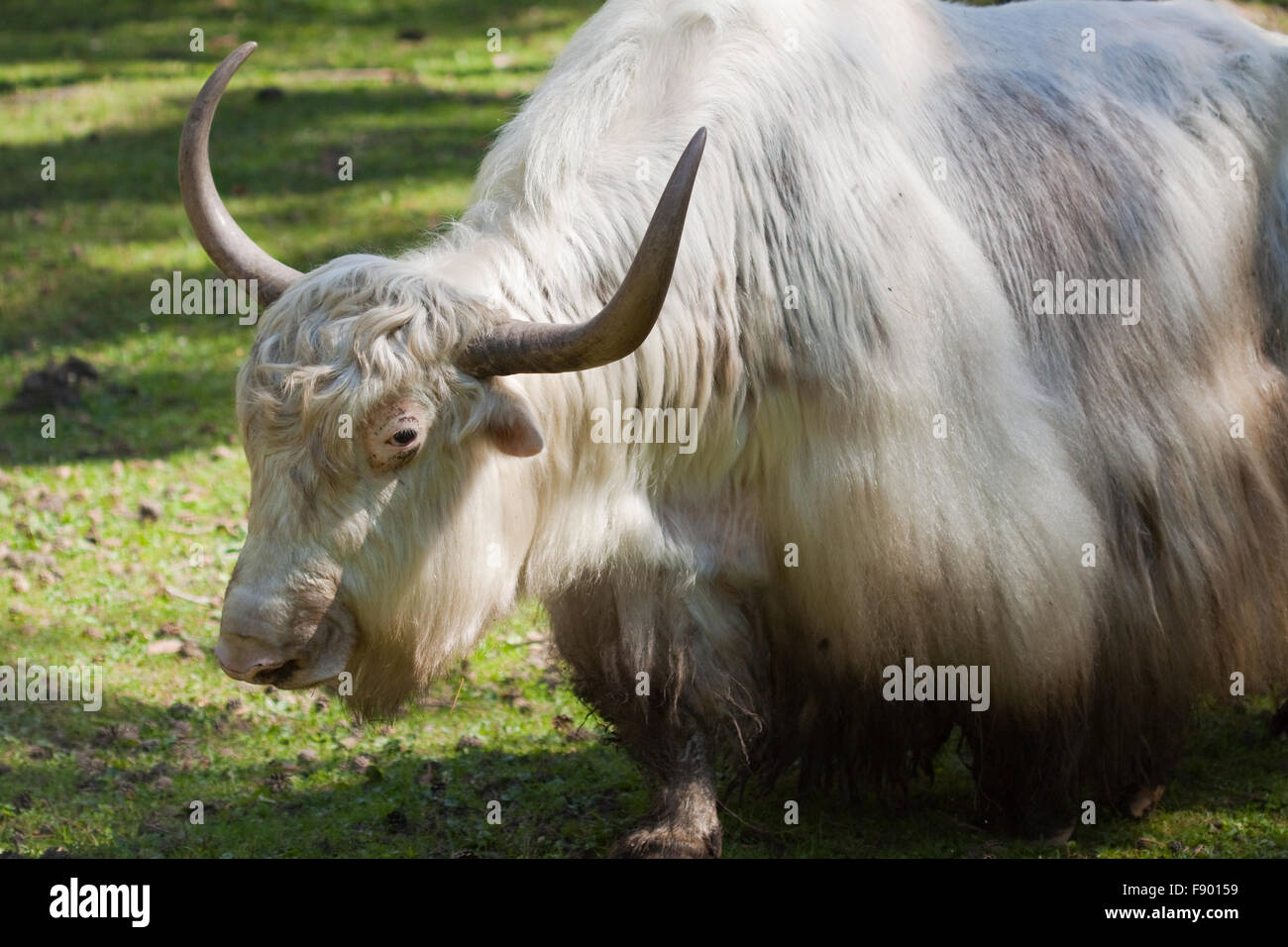 Grunting hi-res stock photography and images - Alamy