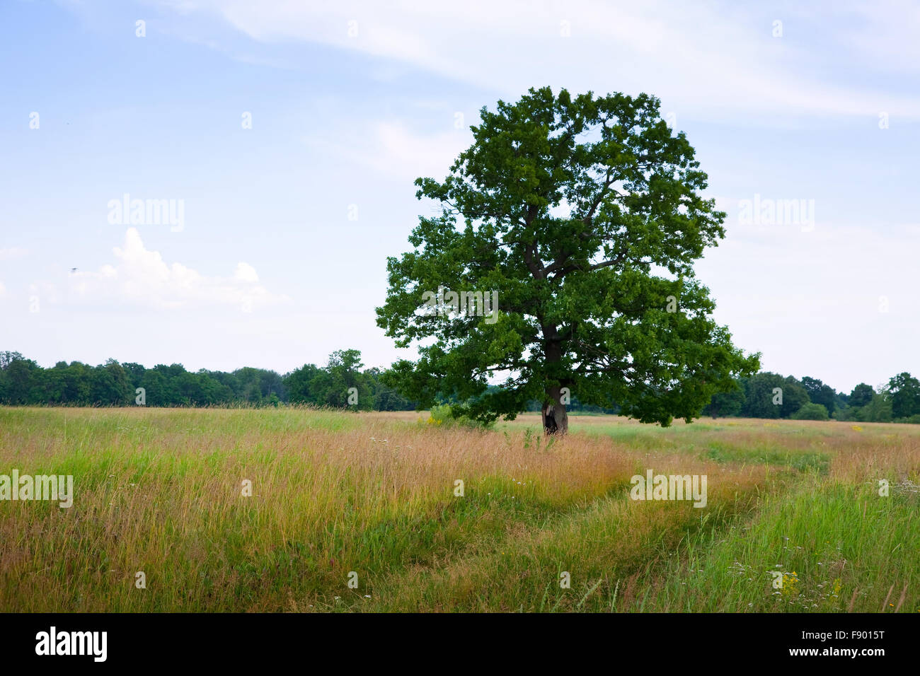One oak tree on meadow in summer Stock Photo - Alamy