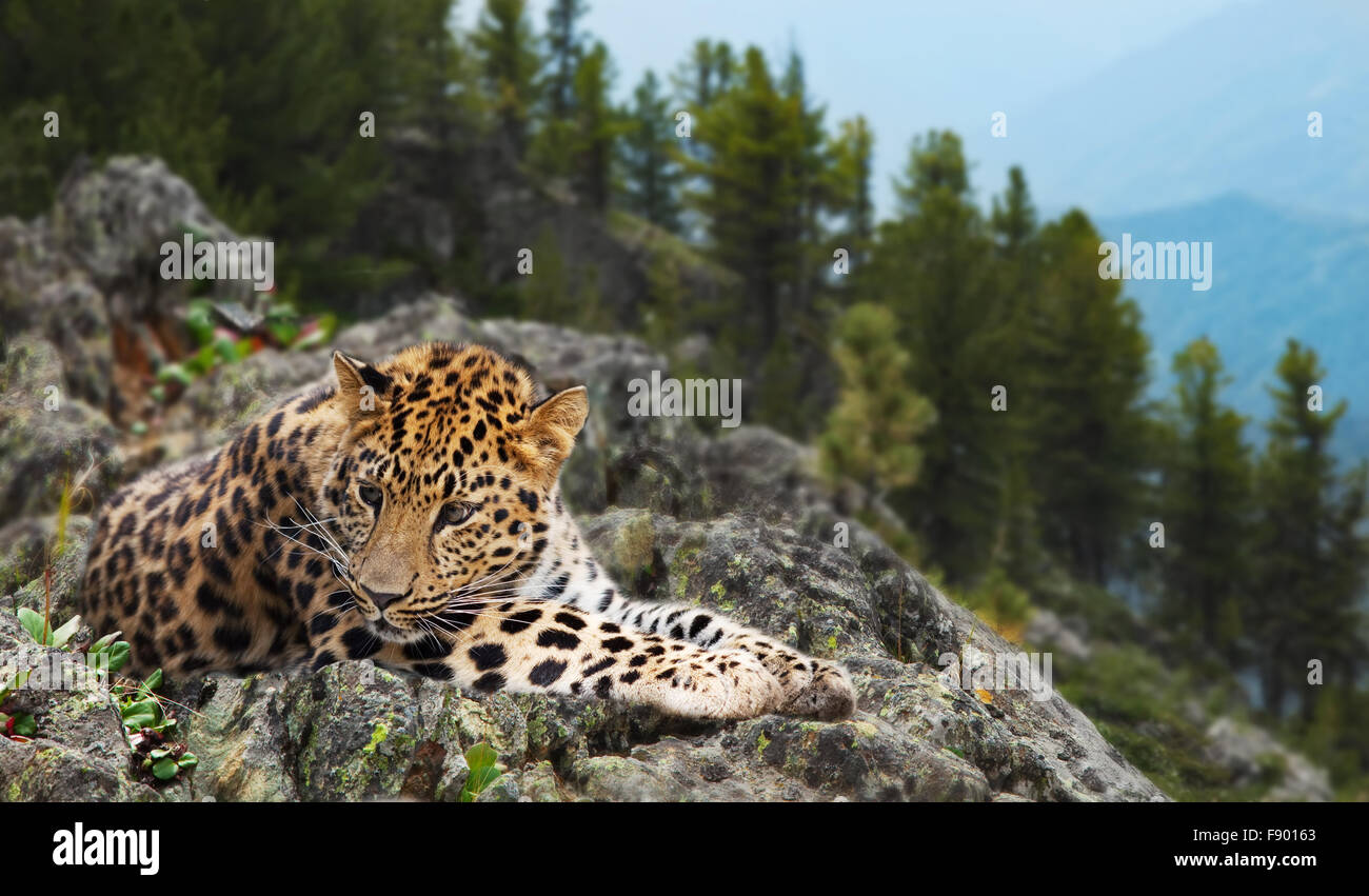 jaguar on rock against wildness area Stock Photo - Alamy