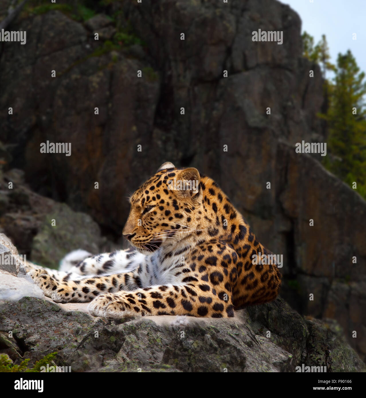 Leopard on rock hi-res stock photography and images - Alamy