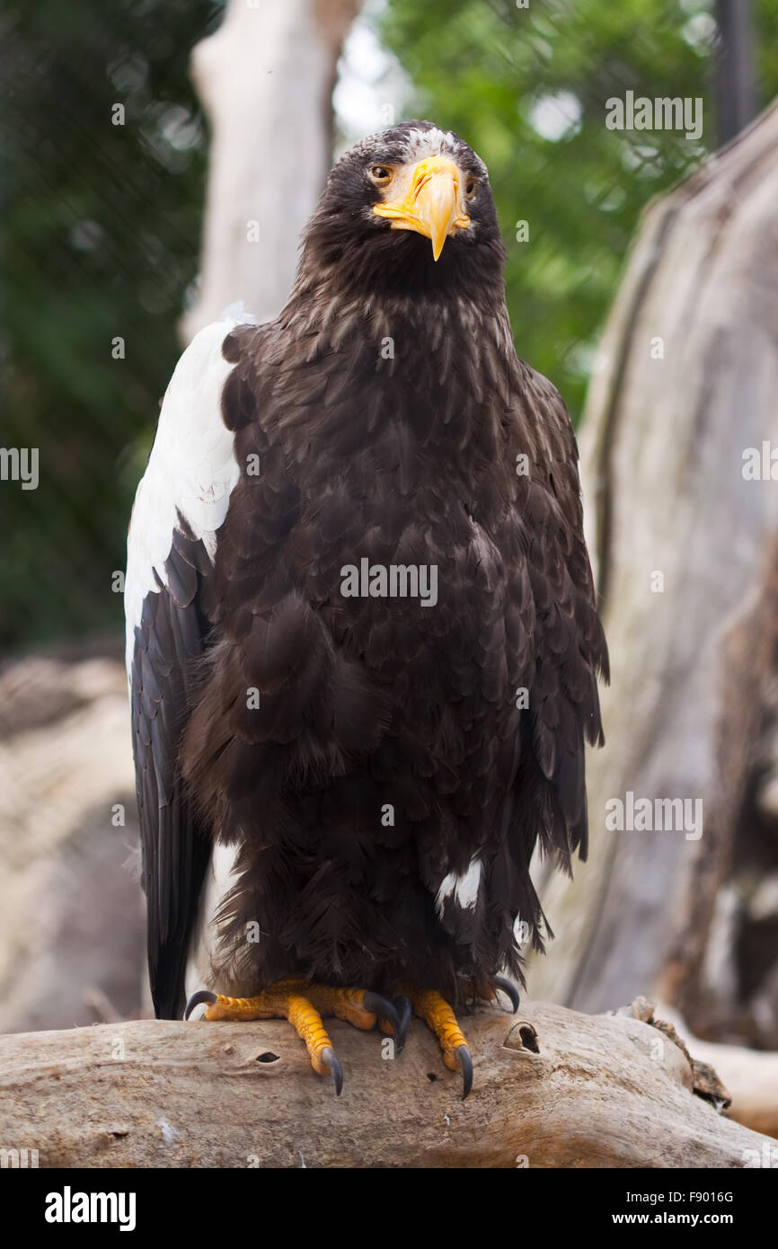 Steller's sea eagle against nature background Stock Photo - Alamy