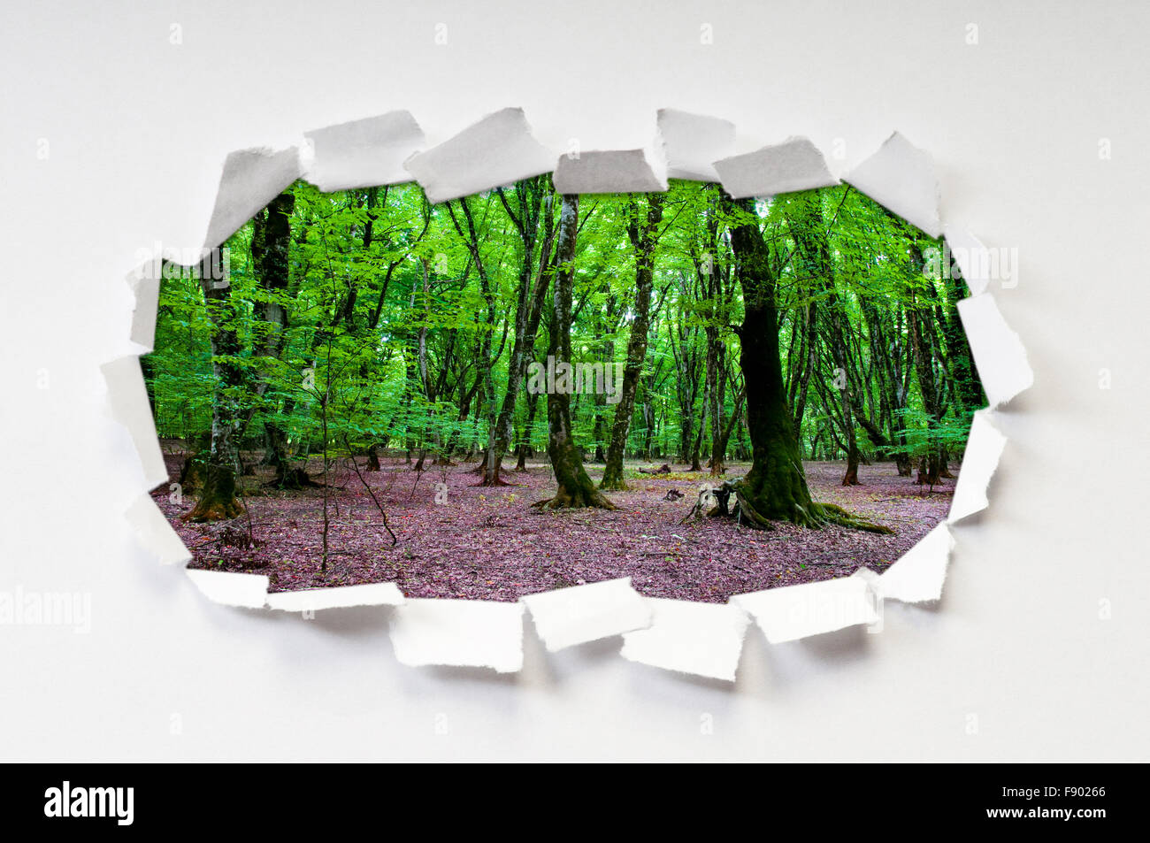 Torn paper with trees through the hole Stock Photo - Alamy