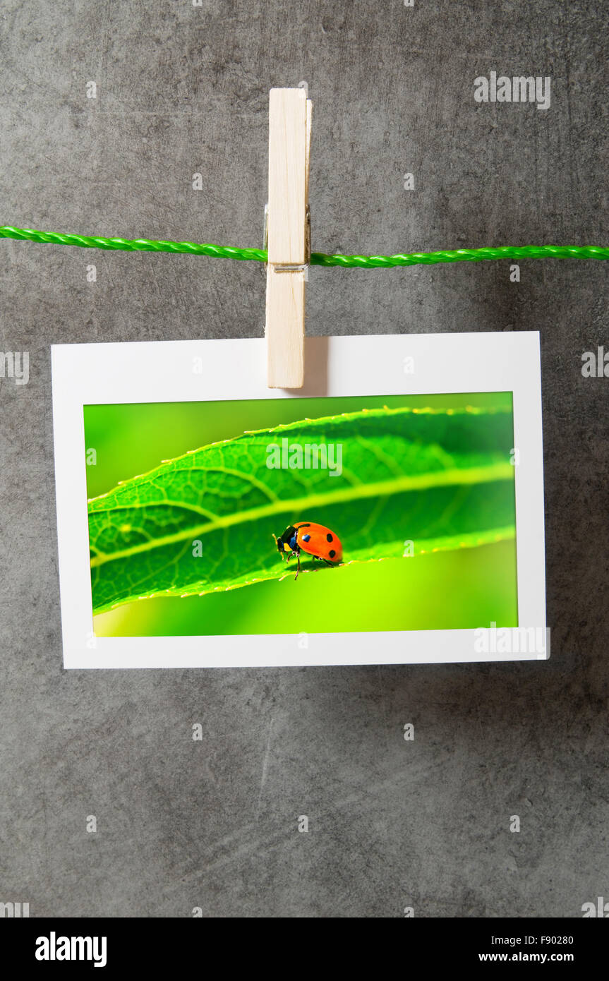 Lady bug in the picture frame Stock Photo - Alamy