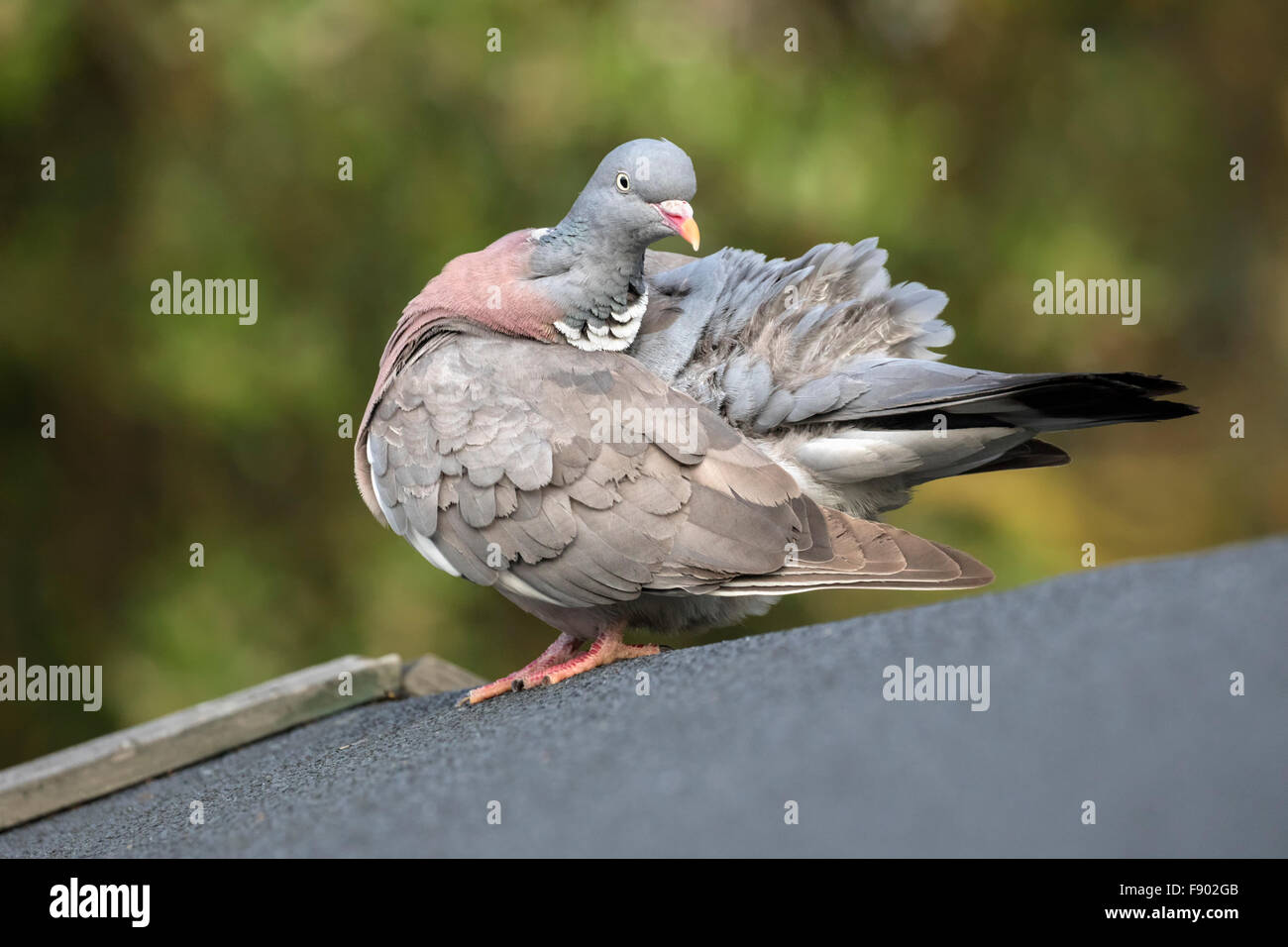 Large pigeon hi-res stock photography and images - Alamy