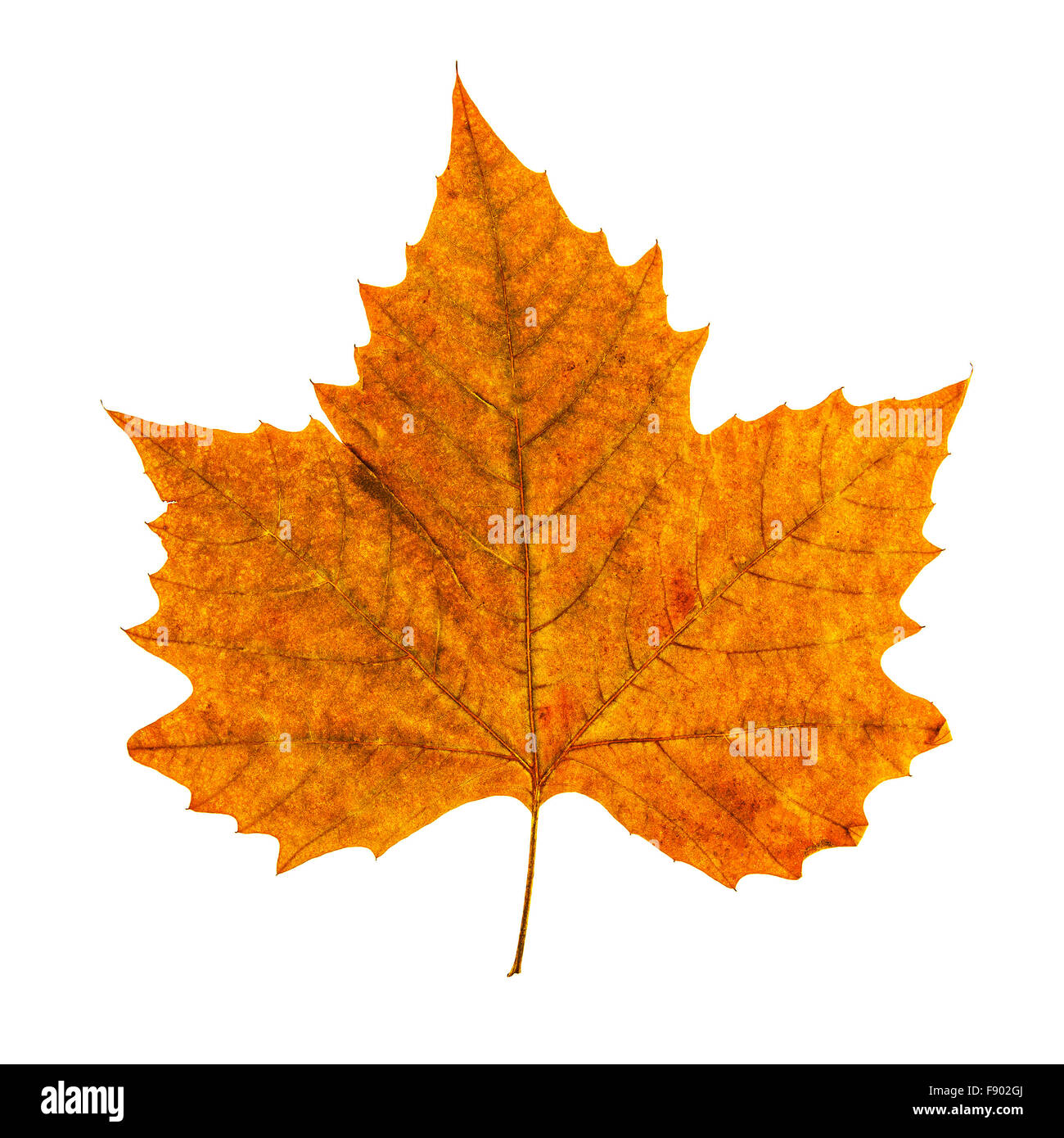 colorful autumn leaf isolated on white background Stock Photo - Alamy
